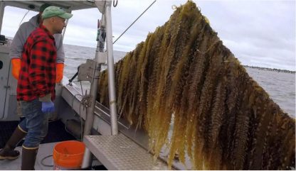 Seaweed farming and its surprising benefits – Tree Fresno
